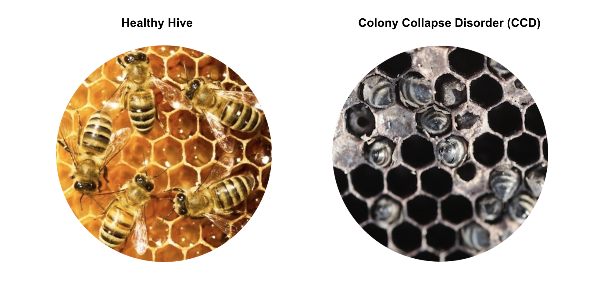 Bees CCD AI - Ruth Shacterman
